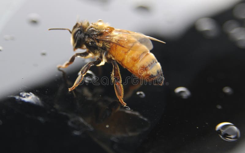 Abeja foto de archivo. Imagen de abeja, miel, jardines - 6806106