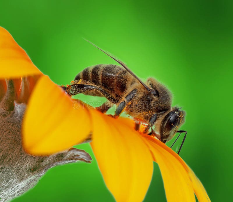 Abeja fotografia stock. Immagine di fiocco - 80807530