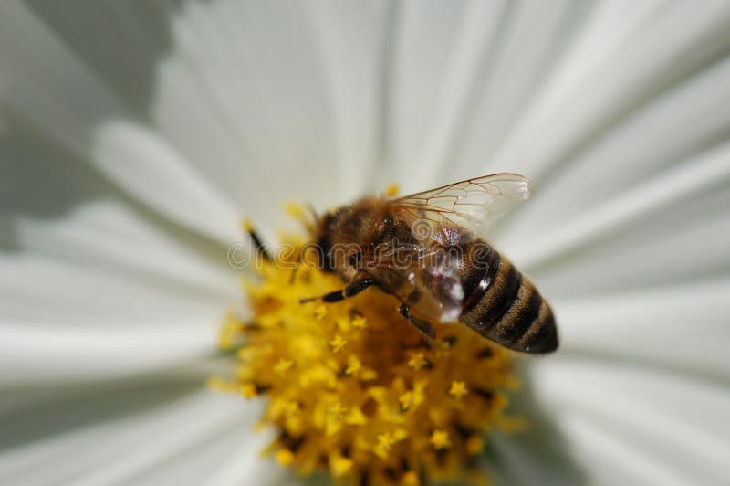 Abeja imagen de archivo. Imagen de italiano, amarillo, amor - 927371