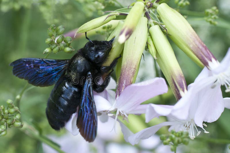 Abeja De Carpintero Azul - Xylocopa Imagen de archivo - Imagen de ...