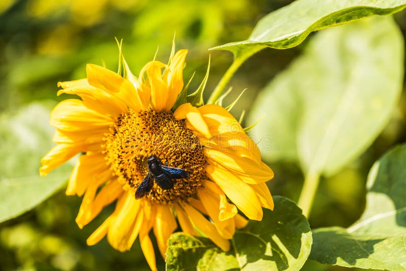 Abeja Carpintera Violeta Con Girasol. Xylocopa Violacea Foto de archivo ...