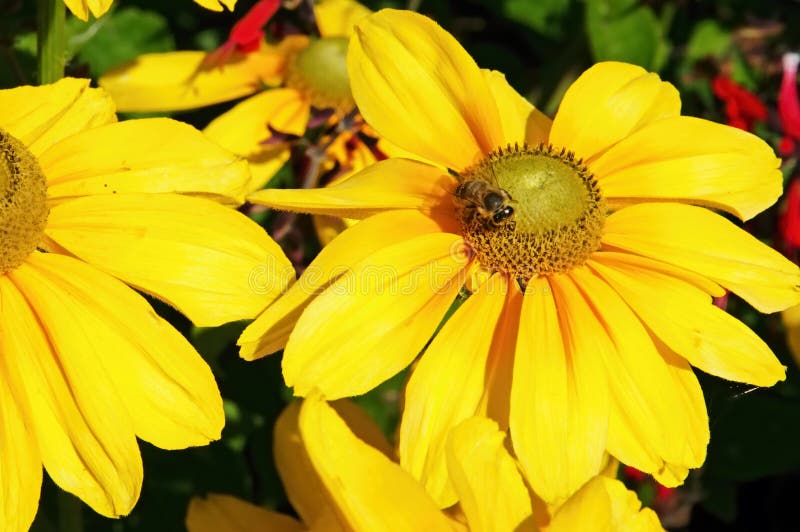 Abeja con una flor imagen de archivo. Imagen de pistitas - 77612815