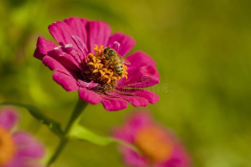 Abeja de la flor imagen de archivo. Imagen de variedad - 28280607