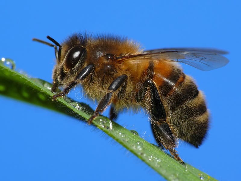 Abeja de la miel imagen de archivo. Imagen de miel, abeja - 3987309