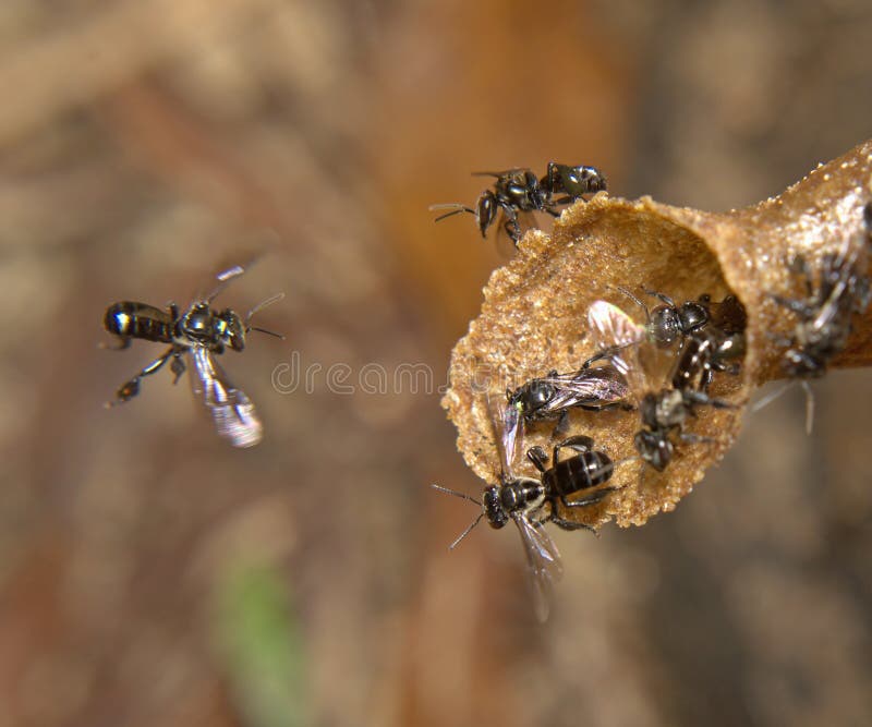 Abeja de Trigona foto de archivo. Imagen de abeja, cubo - 77047726