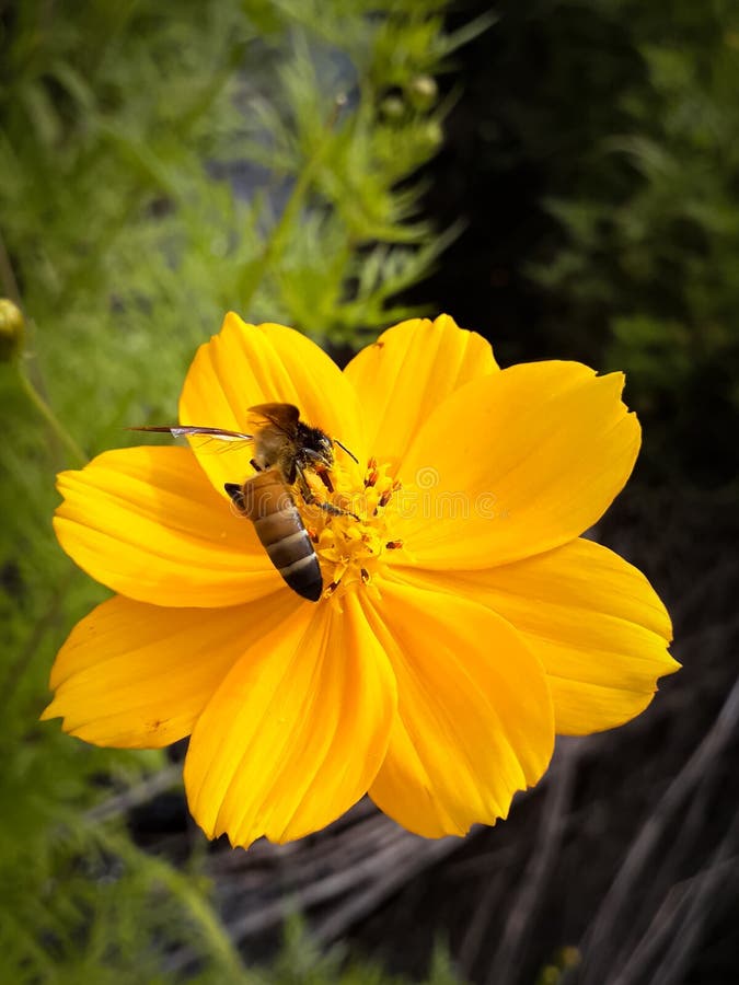 Abeja en la flor foto de archivo. Imagen de fresco, flor - 145200336