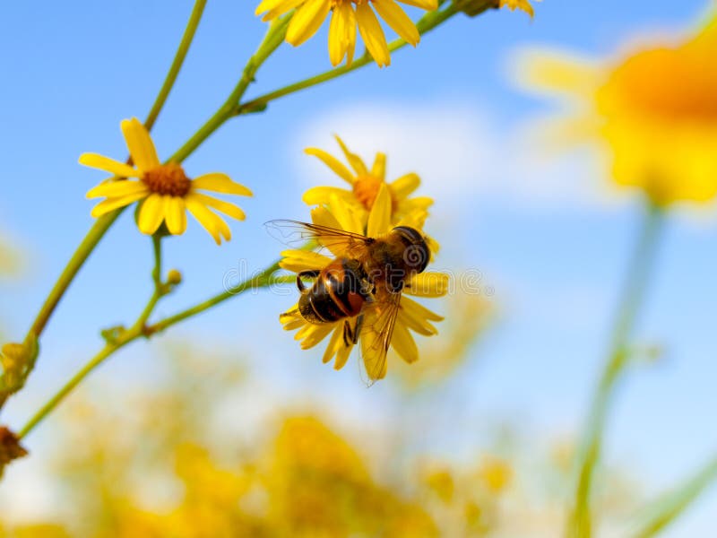 Abeja en la flor imagen de archivo. Imagen de alas, macro - 10951587