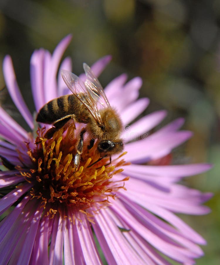 Abeja en la flor del cardo foto de archivo. Imagen de abeja - 64201176
