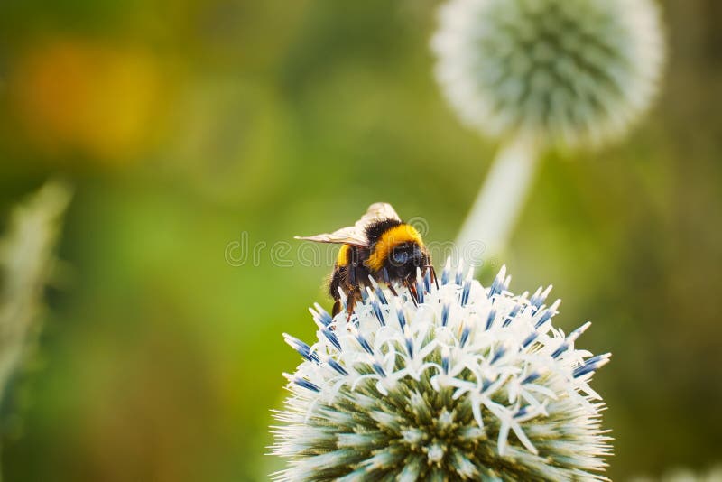 Abeja en la flor foto de archivo. Imagen de flora, macro - 123384290