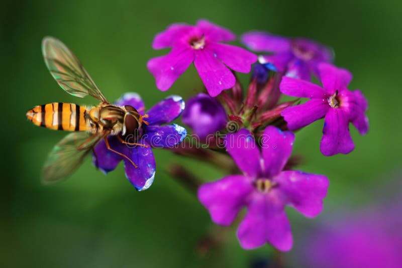 Abeja en la flor imagen de archivo. Imagen de aislado - 12840717