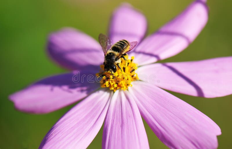 Abeja en la flor imagen de archivo. Imagen de animal - 13067361