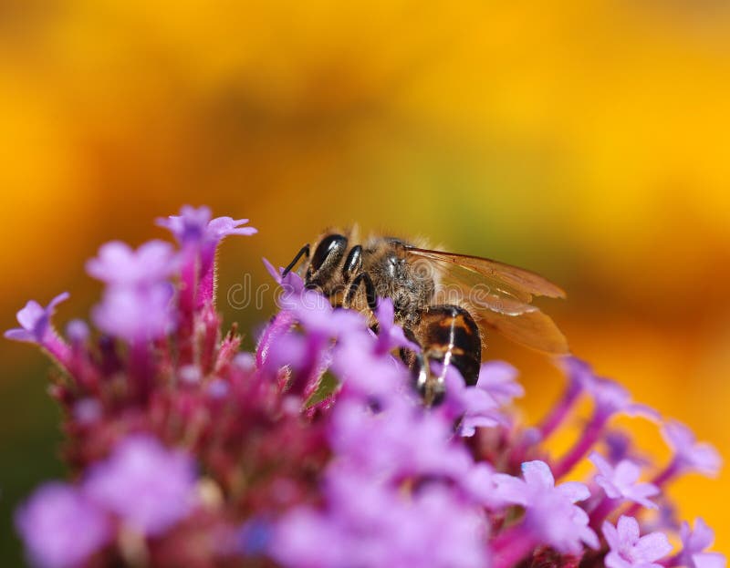 Abeja en la flor imagen de archivo. Imagen de violeta - 13490801