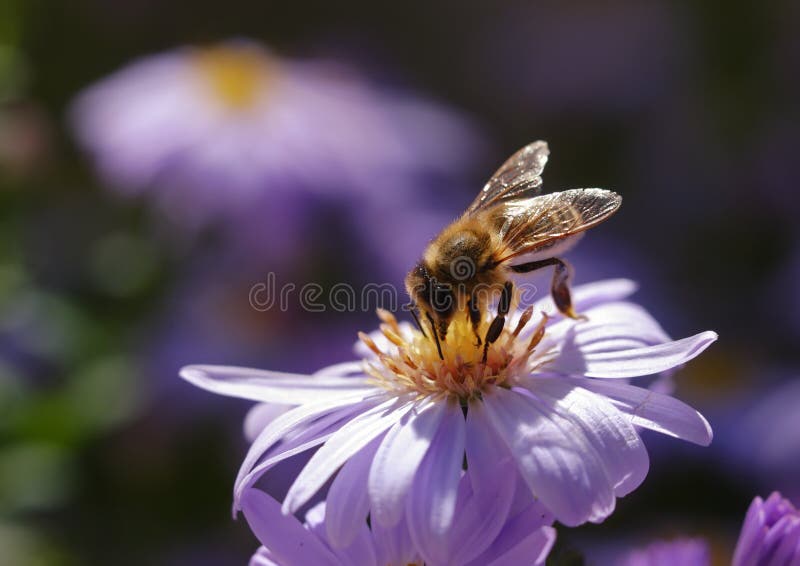 Abeja en la flor foto de archivo. Imagen de macro, exuberante - 27917496