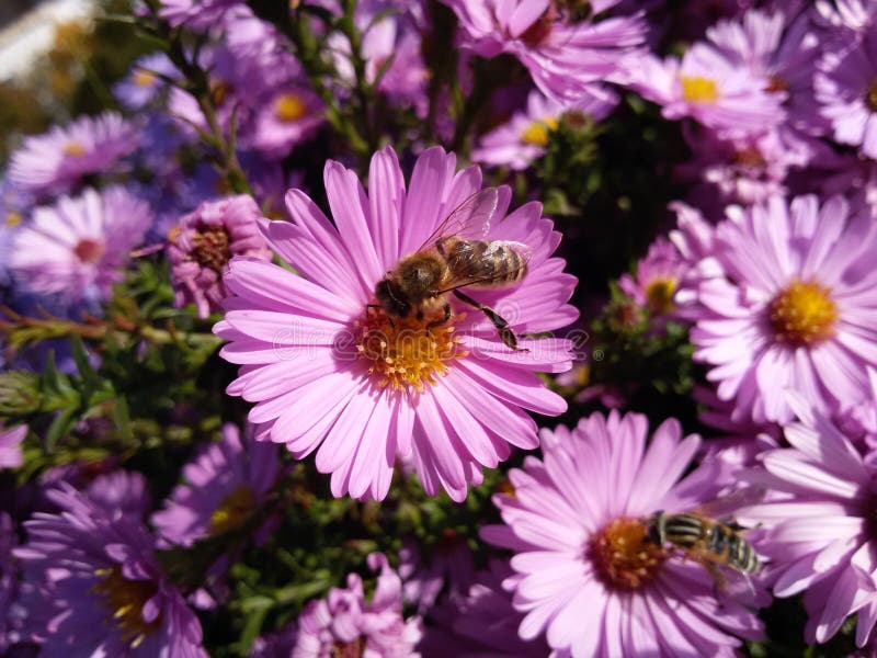 Abeja en la flor imagen de archivo. Imagen de bicho, fauna - 45758027