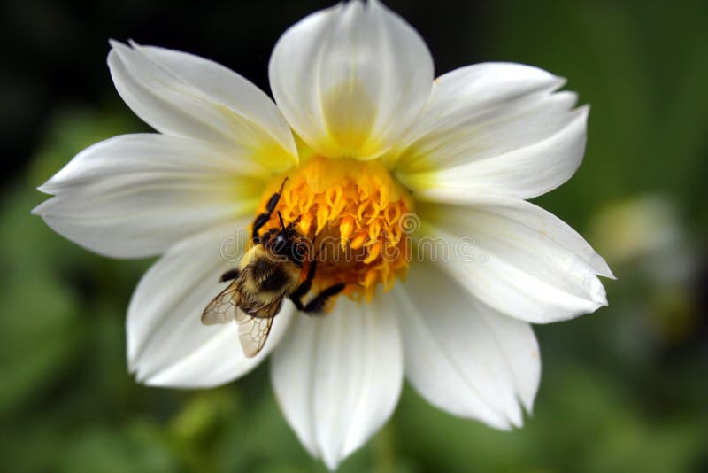 Abeja en la flor imagen de archivo. Imagen de reina, abdomen - 463515