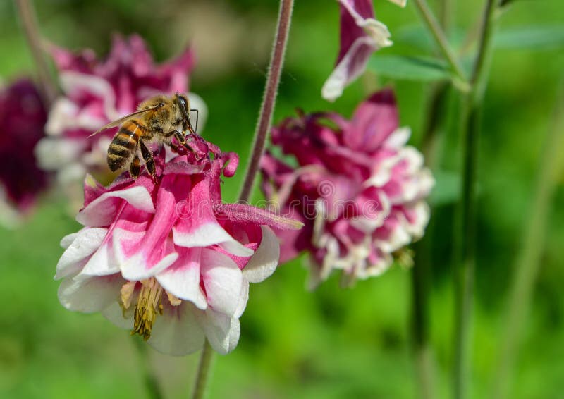 Abeja en la flor foto de archivo. Imagen de abeja, flor - 51479346