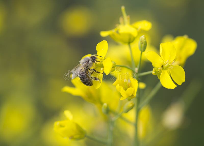 Abeja en flor foto de archivo. Imagen de campo, alas - 51804260