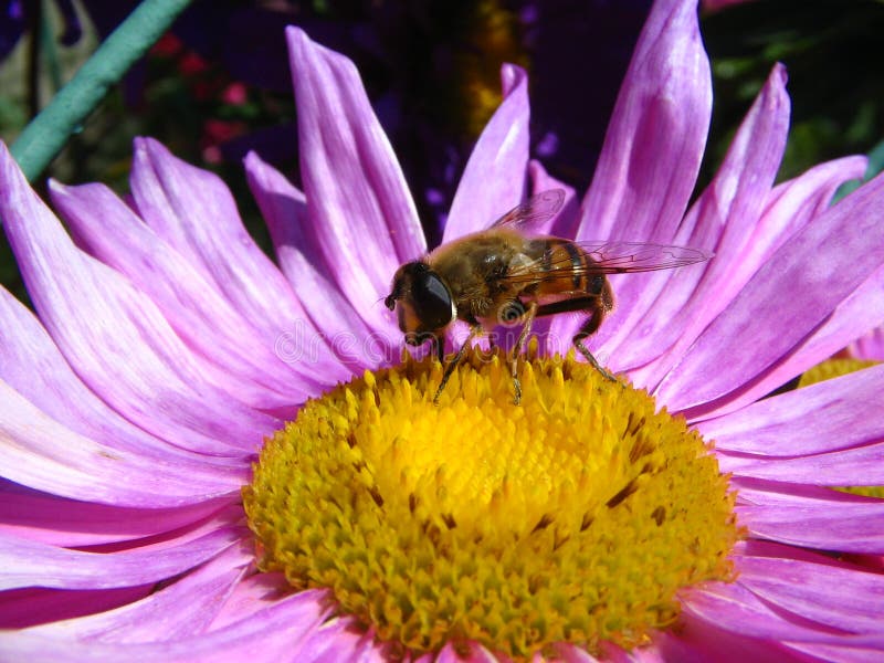 Abeja en la flor foto de archivo. Imagen de flor, abeja - 5431700