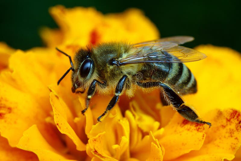 Abeja en la flor imagen de archivo. Imagen de néctar - 68921237