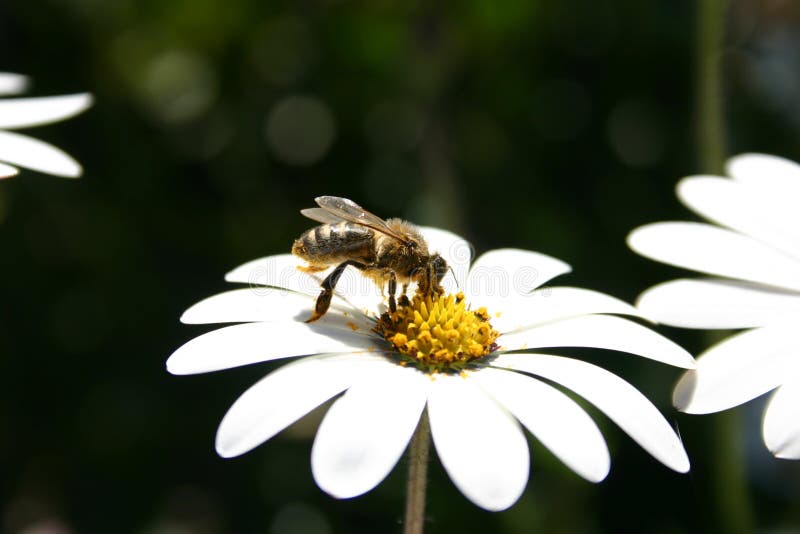 Abeja en flor foto de archivo. Imagen de flor, resorte, polen - 83300