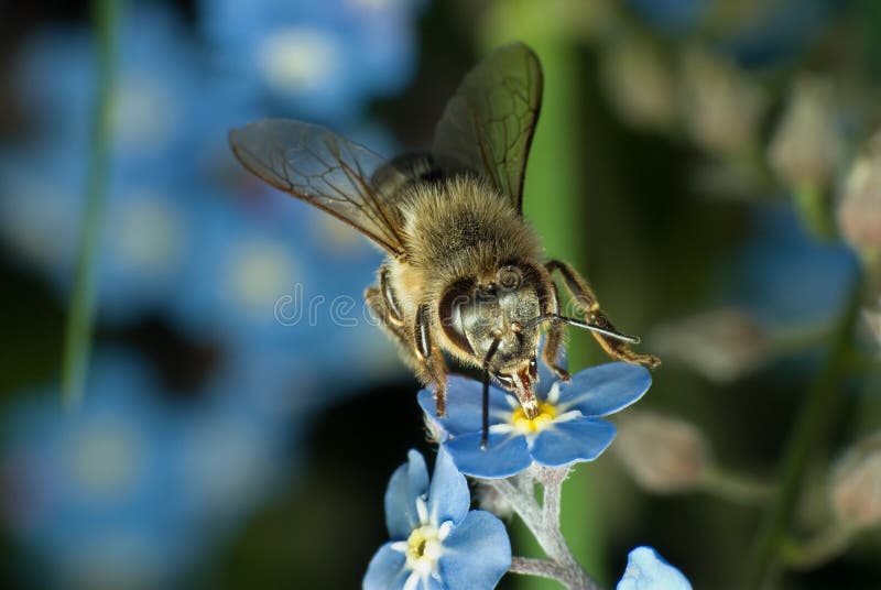 Abeja en la flor foto de archivo. Imagen de azul, insecto - 9376194