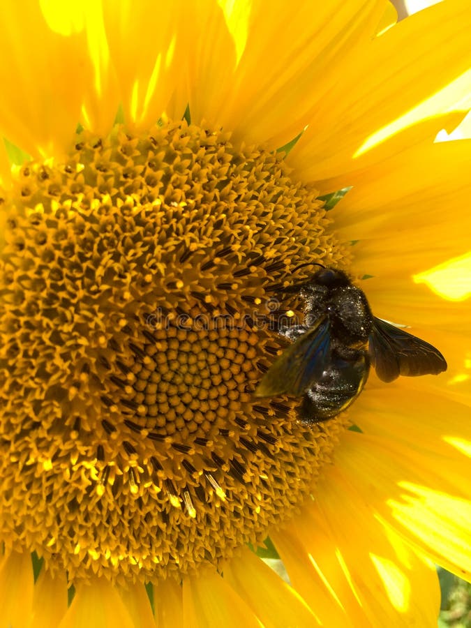 Abeja en un girasol foto de archivo. Imagen de abeja - 62955616