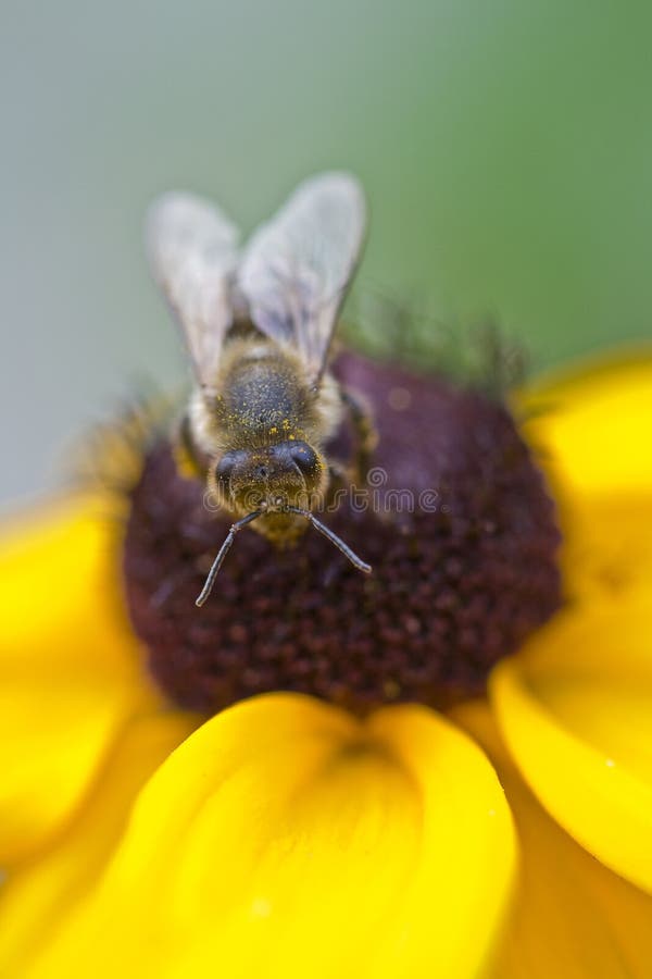 Abeja en una flor foto de archivo. Imagen de color, mosca - 10154996