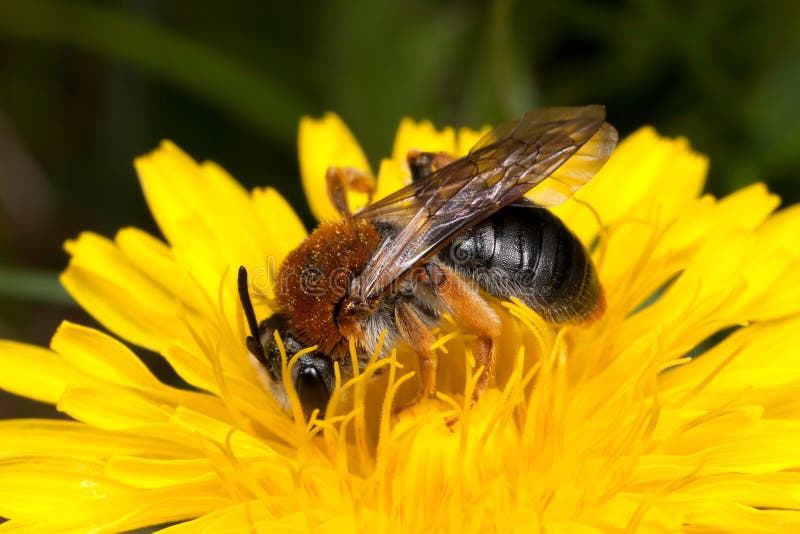 Abeja en una flor foto de archivo. Imagen de planta, activo - 14642754