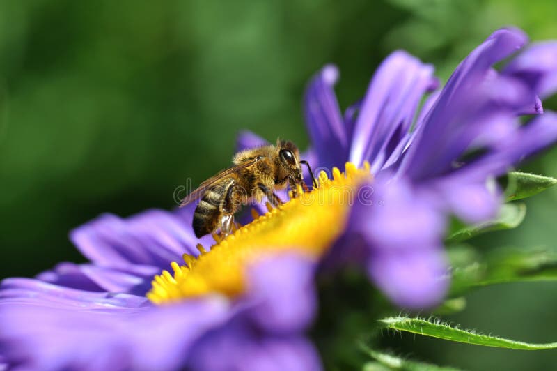 Abeja en una flor foto de archivo. Imagen de néctar, colmena - 29017202