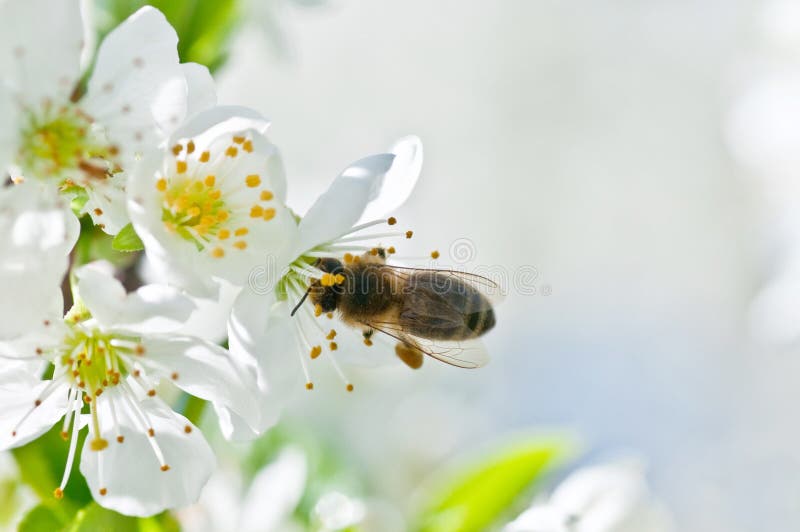 Abeja en una flor imagen de archivo. Imagen de hoja, fruta - 40387987