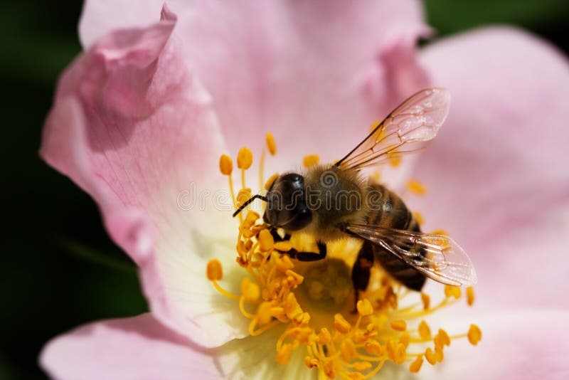 Abeja En Una Flor De Una Flor Rosada Imagen de archivo - Imagen de ...