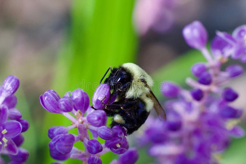 Abeja Grande En Flores Moradas Imagen de archivo - Imagen de textura ...