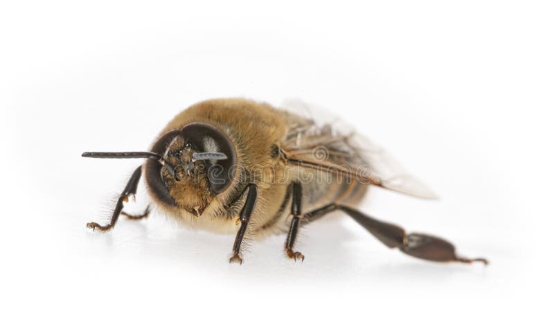 Abeja Macho Grande De Drone Foto de archivo - Imagen de polinizador ...