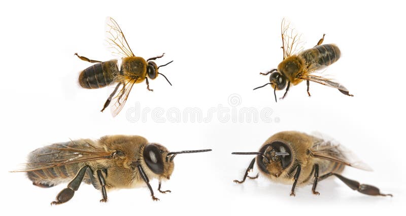 Abeja Macho Grande De Drone Imagen de archivo - Imagen de blanco, miedo ...