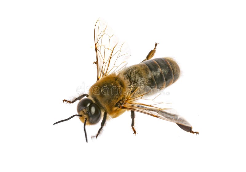 Abeja Macho Grande De Drone Imagen de archivo - Imagen de granja ...