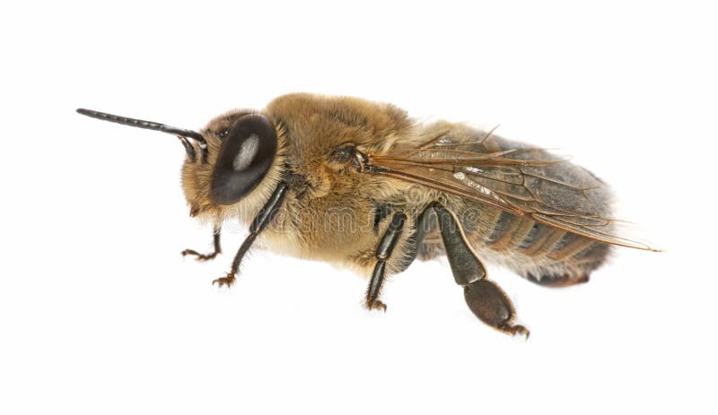 Abeja Macho Grande De Drone Imagen de archivo - Imagen de apiarista ...