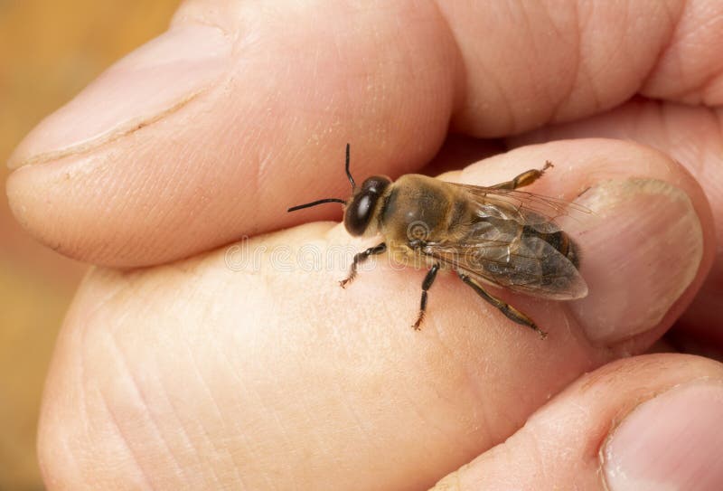 Abeja Macho Grande De Drone Foto de archivo - Imagen de polinizador ...