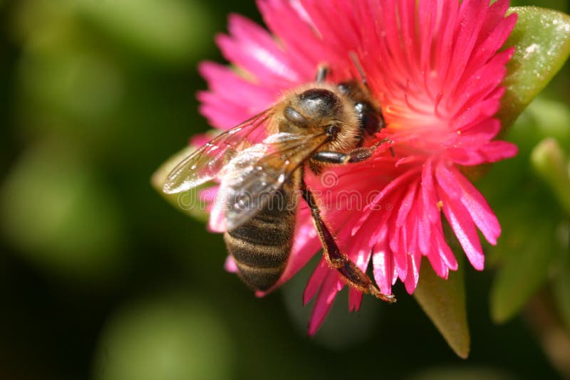 Abeja maya stock image. Image of diligent, microcosmos - 2167031