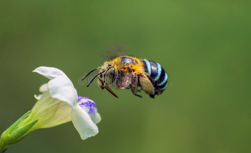 66,099 Abeja De Ojos Azules Fotos de stock - Fotos libres de regalías ...