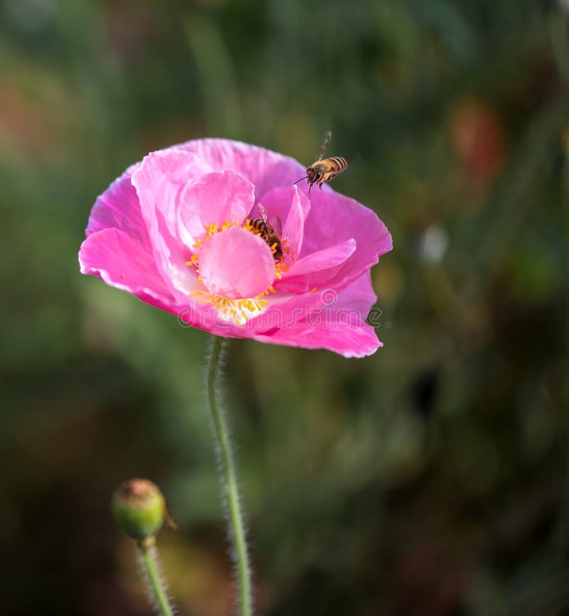 Abeja Rosada De La Flor Y Del Vuelo Foto de archivo - Imagen de color ...