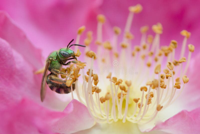 Abeja verde en Rose foto de archivo. Imagen de solitario - 41162186