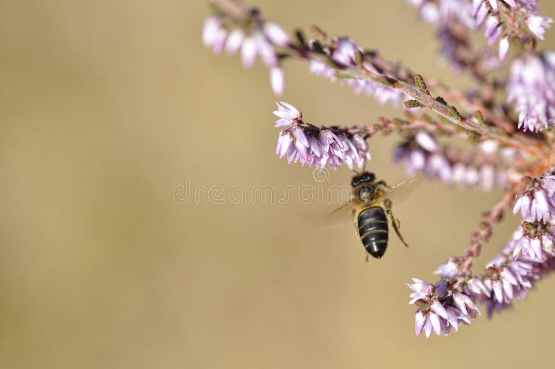 Abeja Volando Picture. Image: 143092836