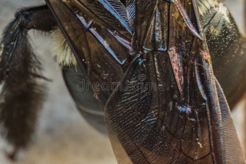 Abeja Wing Close Up imagen de archivo. Imagen de abeja - 85242683