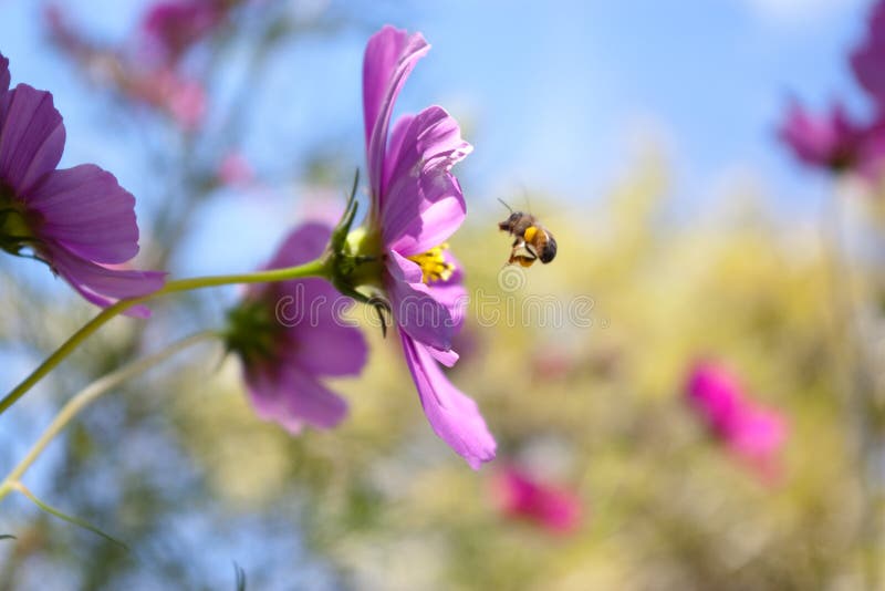 Abeja y flor imagen de archivo. Imagen de abeja, bicho - 13668991