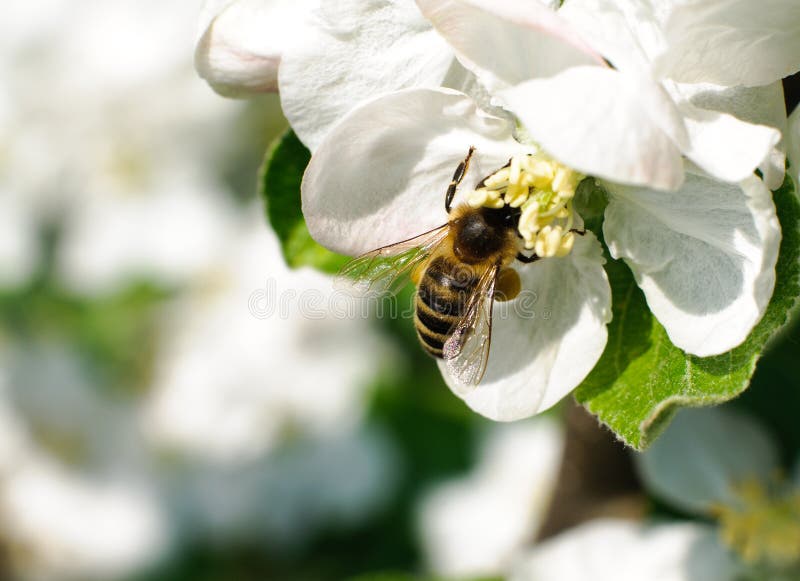 Abeja y flor foto de archivo. Imagen de planta, ambiente - 19592988