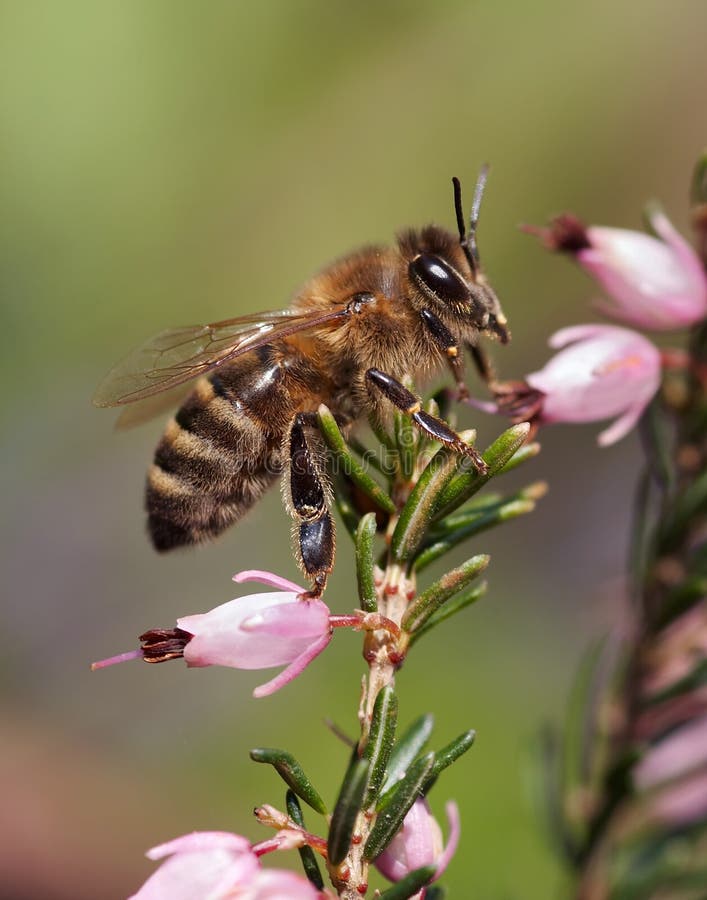 Abeja y flor foto de archivo. Imagen de resorte, muestra - 2262974