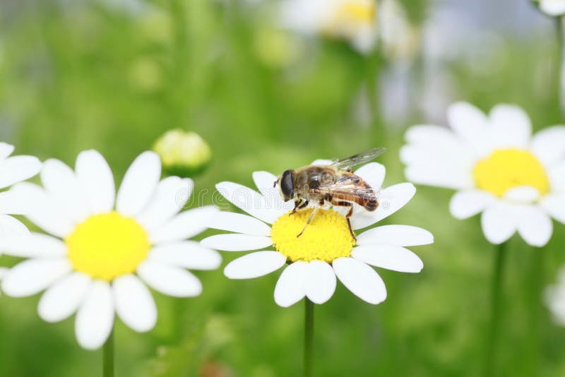 Abeja y flor imagen de archivo. Imagen de sentimiento - 26473725