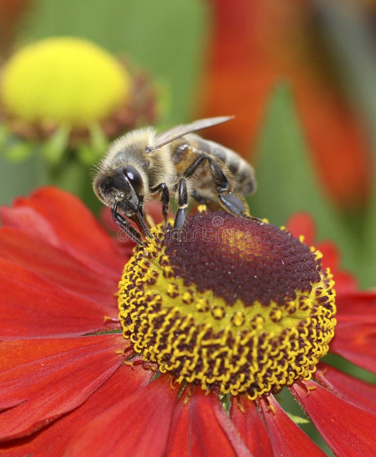 Abeja y flor imagen de archivo. Imagen de foco, flor - 30753171