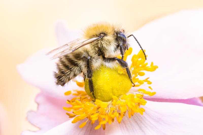 Abeja y flor imagen de archivo. Imagen de nadie, amarillo - 33445301