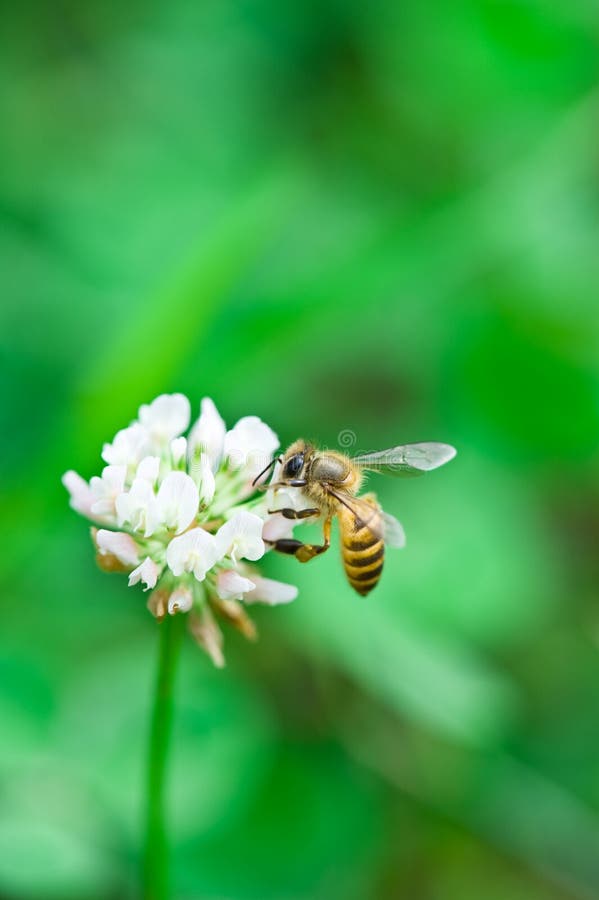 Abeja y flor blanca foto de archivo. Imagen de hermoso - 12214354